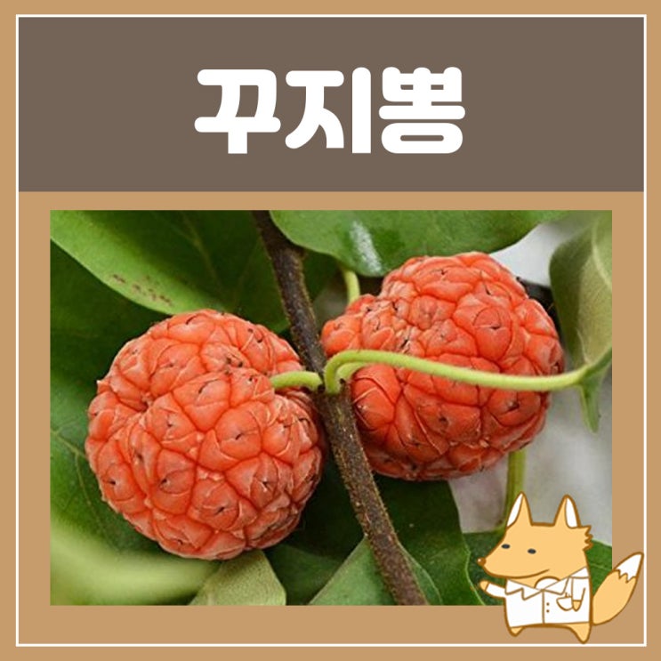 꾸지뽕나무효능 꾸지뽕 효능 구찌뽕 뿌리 열매 효능 먹는법 당뇨에 좋은 차 네이버 블로그