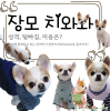 장모치와와 성격 미용 털빠짐 모두 알려드릴게요 네이버 블로그