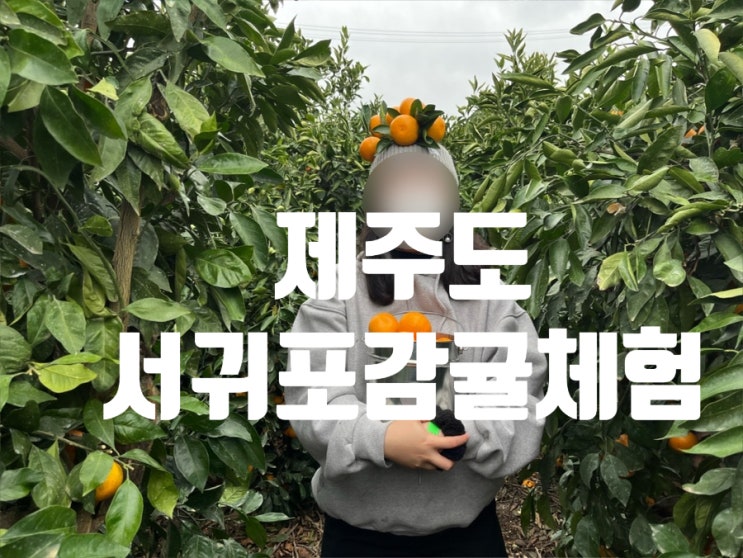 제주감귤체험 추천마노르블랑 감귤체험 비용 및 꿀팁 네이버 블로그