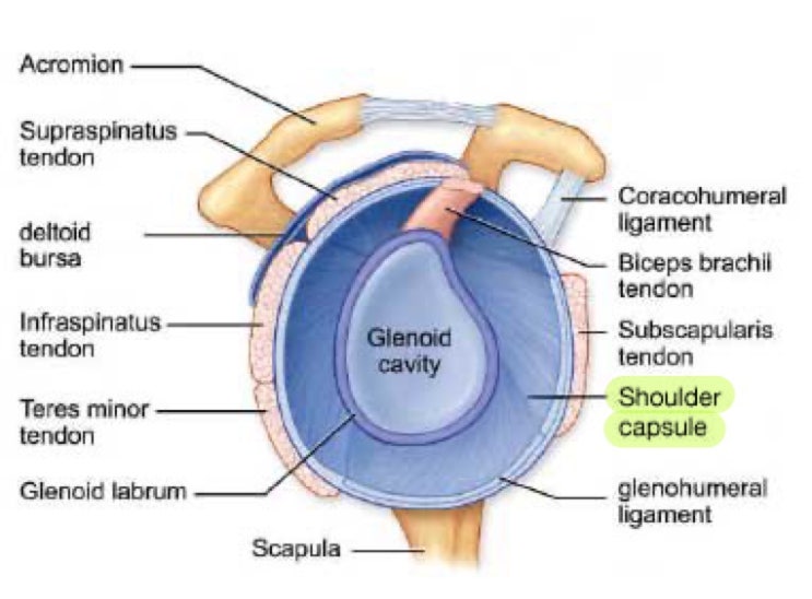 shoulder joint capsular pattern (어깨관절 관절낭패턴)& non capsular pattern(어깨관절 ...