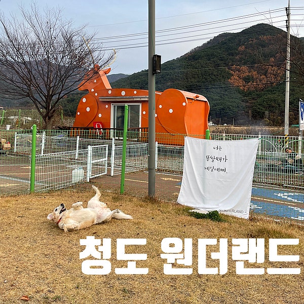 청도 원더랜드 반려견 없으면 못오는 애견동반숙소 네이버 블로그