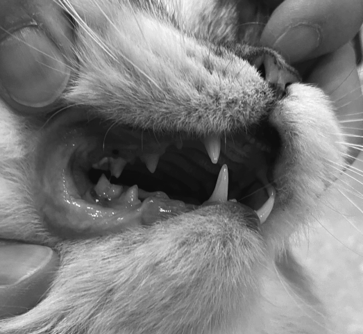 고양이 치아 흡수성 병변 (Feline Odontoclastic Resorption Lesion, FORL) : 네이버 블로그