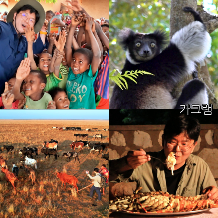 세계테마기행 마다가스카르 여행 갈색 여우원숭이와 함께하는 황홀한 풍경 Ft 영화 네이버 블로그