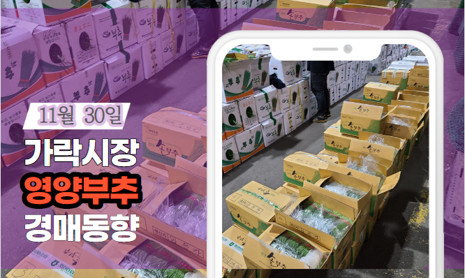 경매사 일일보고 11월 30일자 가락시장 영양부추 경매동향을 살펴보겠습니다 네이버 블로그