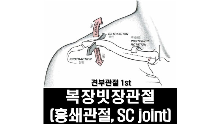 견부관절 1st : sc joint(SternoClavicular Joint, 복장빗장관절, 흉쇄관절) : 네이버 블로그