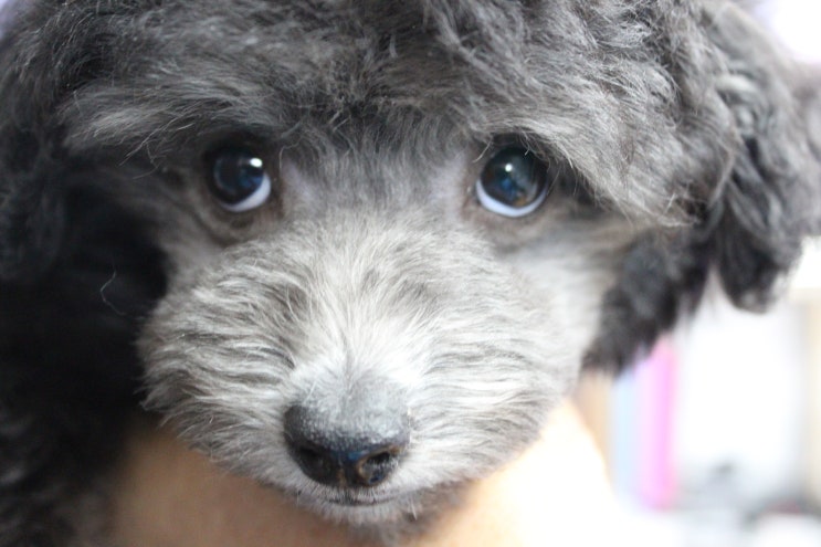 실버 토이푸들 출산 SGK-보리 실버푸들 전문켄넬 : 네이버 블로그