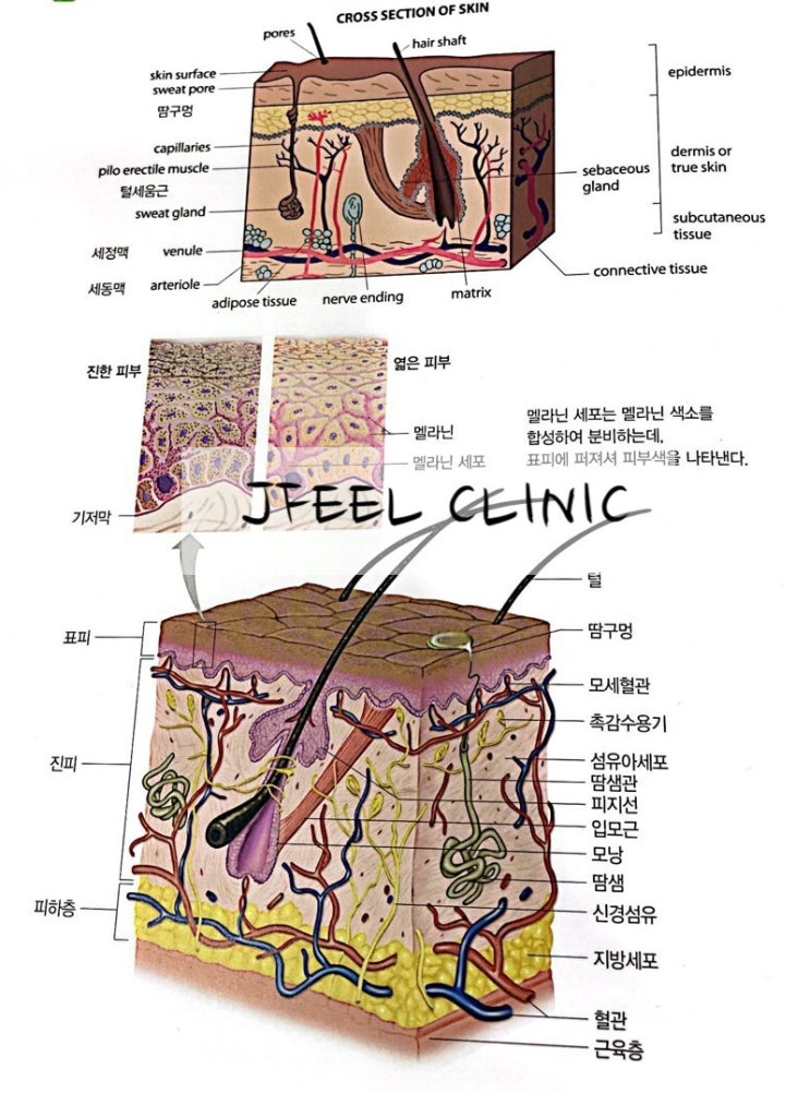피부의 구조와 기능 표피 진피 피하조직 네이버 블로그