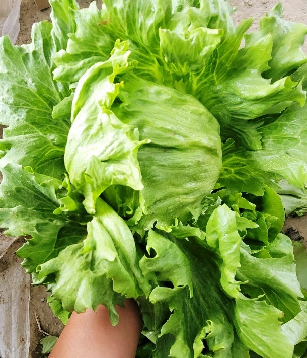 이번주 택배 발송은 수 목요일 입니다 오늘 저녁 9시까지 주문 받을게요 버터헤드 양상추 추가 구매 가능해요 네이버 블로그