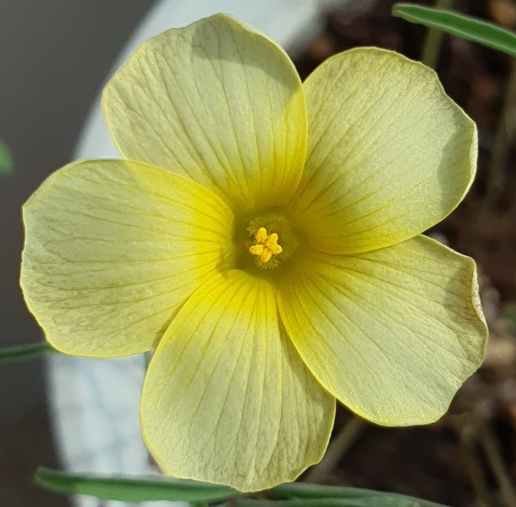 22년 사랑초 19호 ~♡ Oxalis annae, 안네 : 네이버 블로그