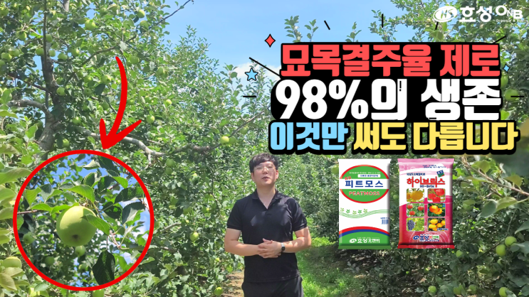 묘목 결주율 제로 가능할까? 사과농장 묘목의 98% 생존의 비법 : 네이버 블로그
