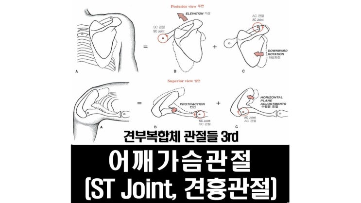 견부복합체 관절들 3rd : ST joint(어깨가슴관절, 견흉관절) : 네이버 블로그