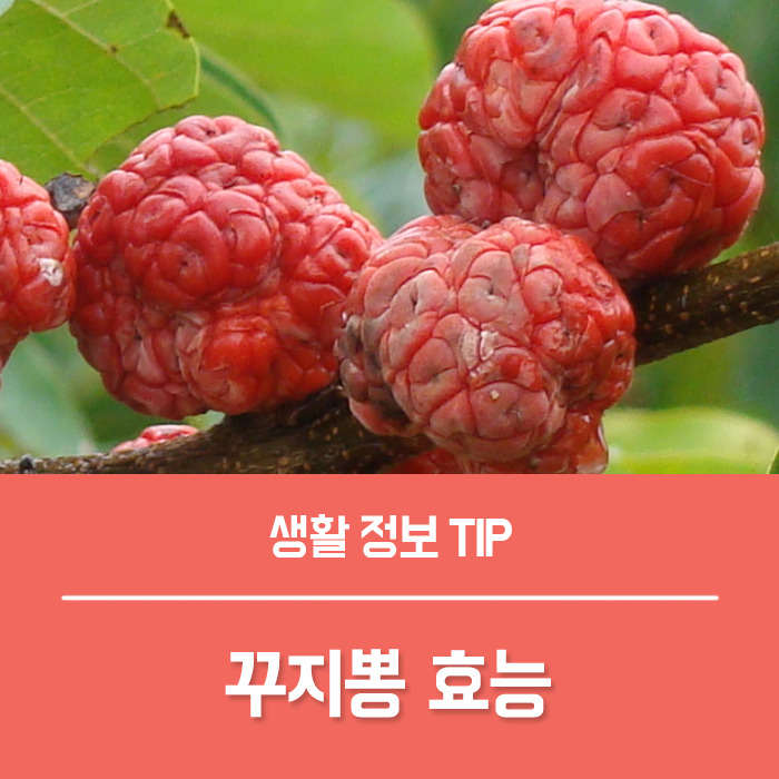 꾸지뽕 열매효능 구찌뽕 효능 베스트6 궁금한가요 네이버 블로그