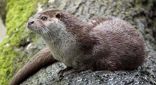 수달키우기 일반 가정은 안됩니다 동물원을 차리면됩니다!! : 네이버 블로그