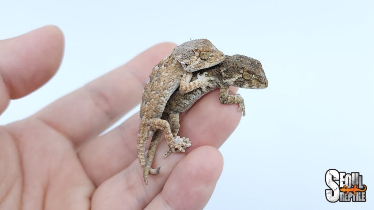 매력적인 뚝배기 게코, 헬멧티드 게코가 유럽에서 왔어요! 소형 건계 도마뱀 Helmethead Gecko / Tarentola ...