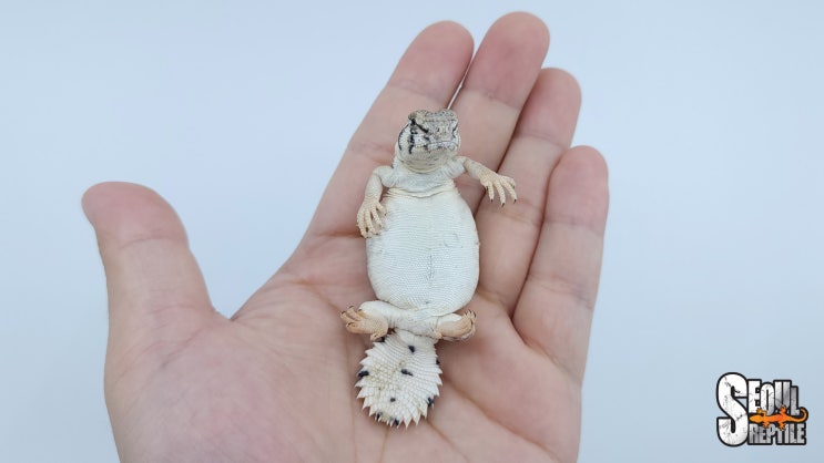 유럽 파충류 농장에서 번식된 토마시 유로매스틱스 베이비! Uromastyx thomasi (Omani Spiny-tailed ...
