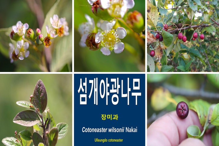 섬개야광나무[Cotoneaster wilsonii](2)꽃과 열매 ...장미과 낙엽활엽관목 천연기념물 제51호 : 네이버 블로그