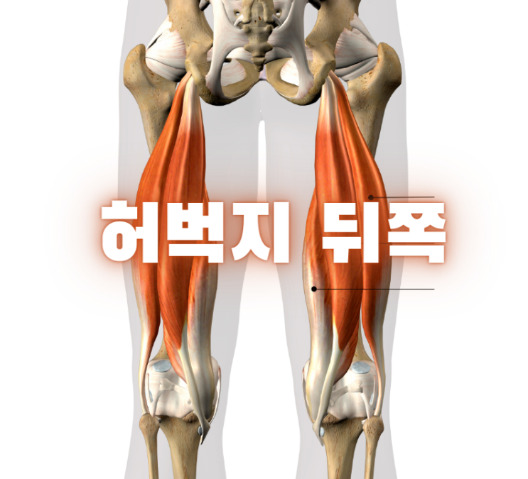 오금 햄스트링 통증운동 파열 위치 허리디스크를 위한 스트레칭 늘리기 네이버 블로그