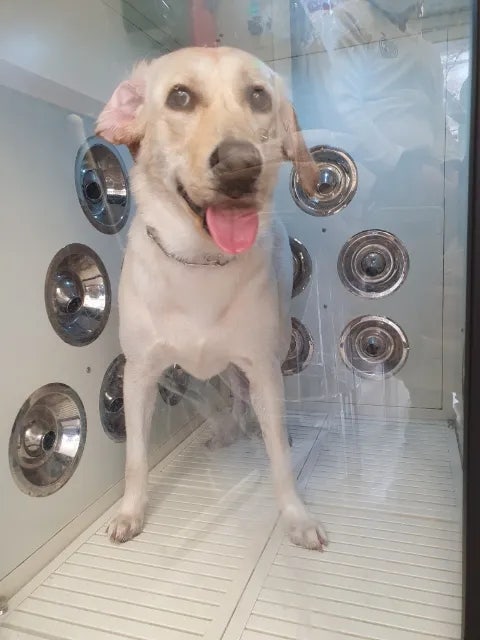 [래브라도리트리버] (12월 4일) 목욕탕 간 날 : 네이버 블로그