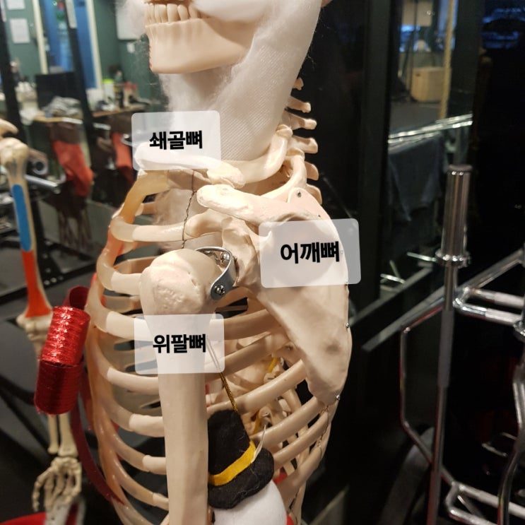 서초pt 우성아파트사거리피티 어깨 견갑대 알아보기 로그짐 서초우성점 네이버 블로그