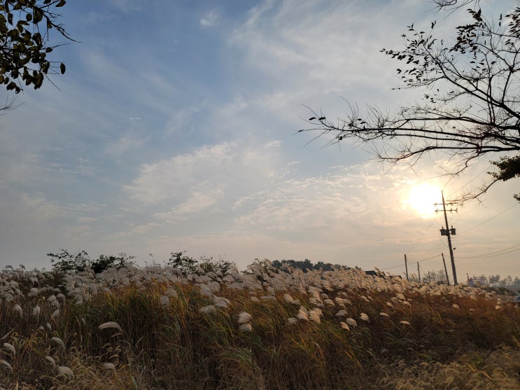 《전라남도 함평 여행》 함평군억새정원 주포지구한옥전원마을 산책 그리고 포베오커피 네이버 블로그