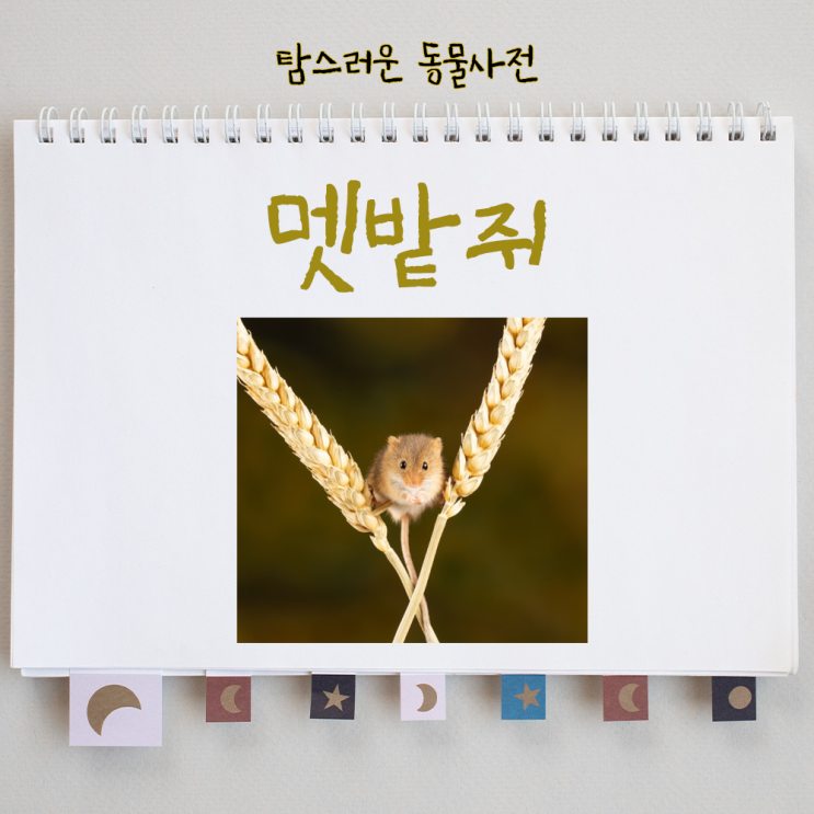 멧밭쥐 분양 세상에서 가장 작은 쥐 네이버 블로그