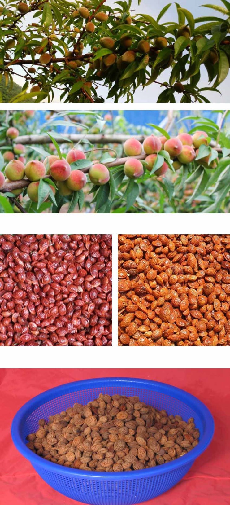 2023년 개복숭아씨 고욤씨 나무묘목 산감씨앗 : 네이버 블로그