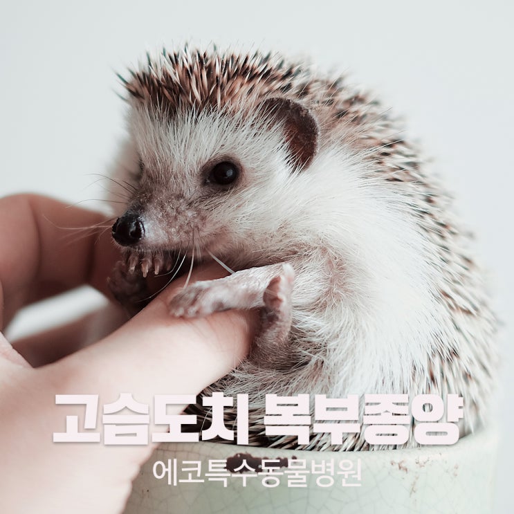 고슴도치 키우기 고슴도치 에게 생긴 복부 종양 수술 후기 고슴도치병원 네이버 블로그