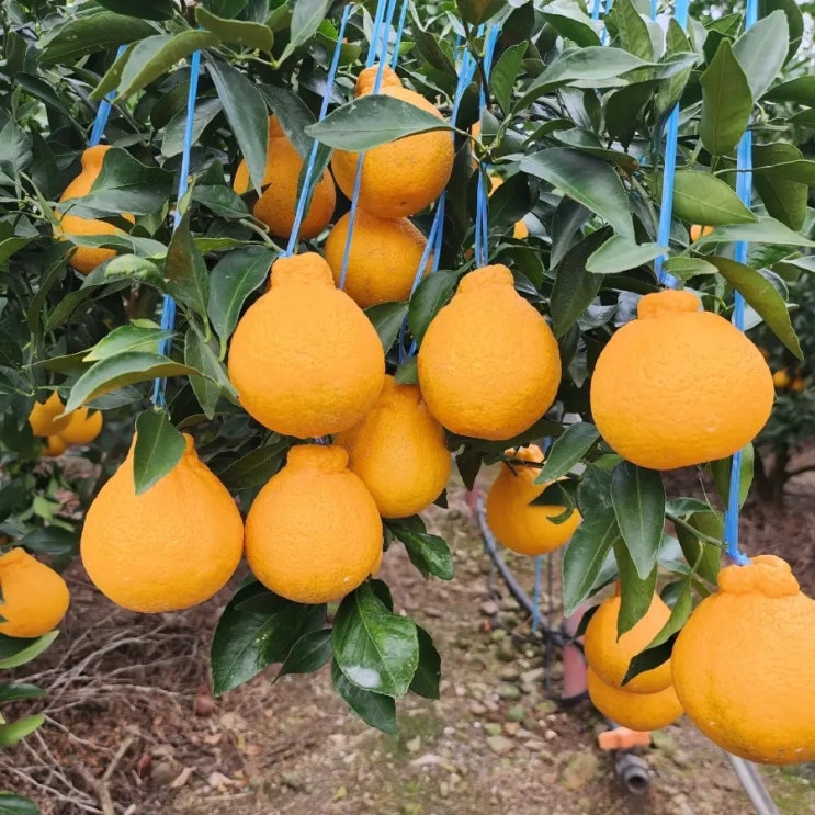 제주한라봉 가격 묻지를 마세요 한라봉5kg 가정용 선물용10kg 직거래이니 싱싱은 물론 한라봉의 진가를 드리리다 네이버 블로그