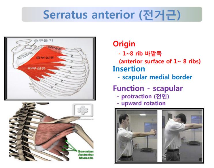 어깨관절복합체ep.2 견갑골, 견갑면(scapular plane), 짝힘(couple force) : 네이버 블로그
