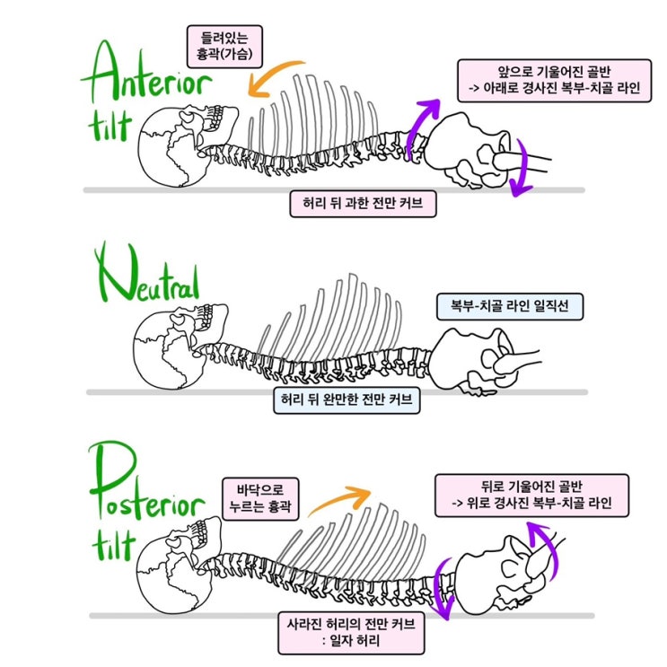 분당 정자동 필라테스 골반 움직임 중립 골반 골반 전방 경사 골반 후방 경사 네이버 블로그