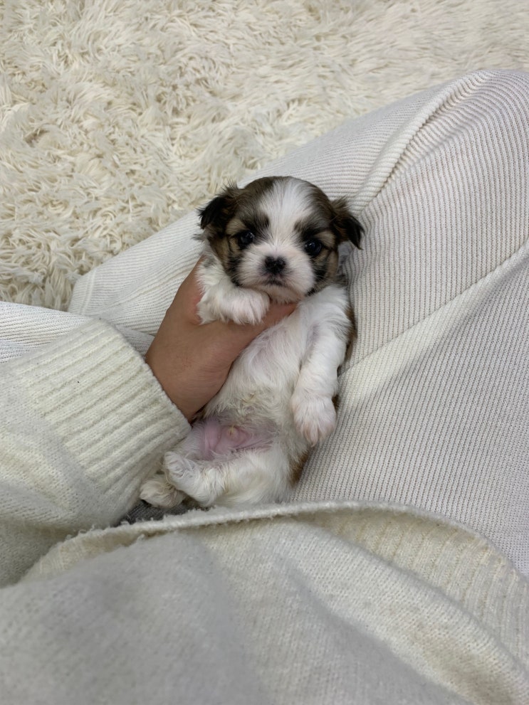 의정부강아지분양 시츄분양 알아보신다면 귀여운 콩시츄분양 도와드릴게용 Feat 노원 양주 하남 김포 구리 남양주