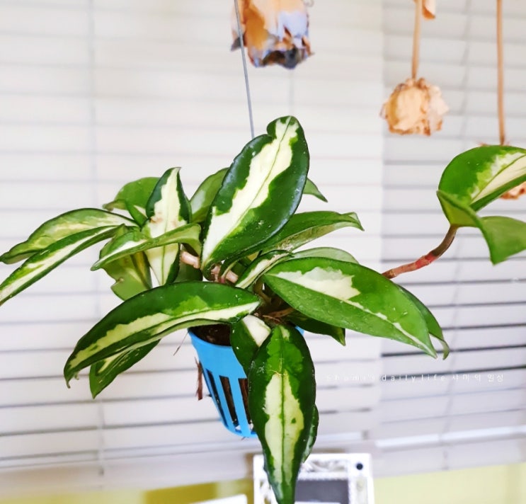 호야 크림슨 프린세스 키우기 : 네이버 블로그