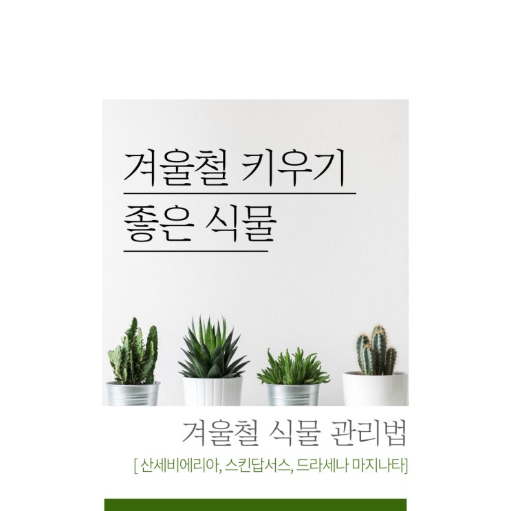 겨울철 실내에서 쉽게 키우기 좋은 식물 겨울철 식물 관리법 네이버 블로그