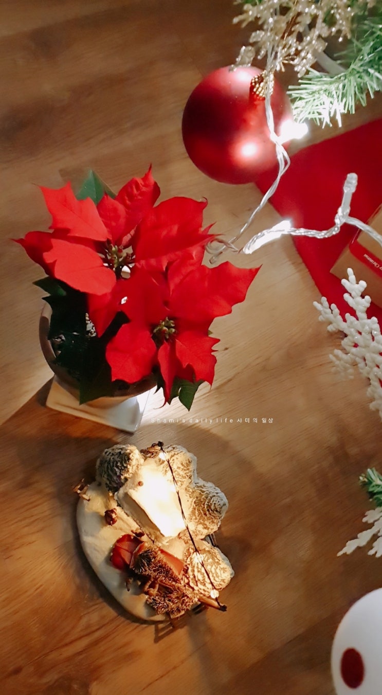 크리스마스 꽃 포인세티아 생화 키우기 : 네이버 블로그