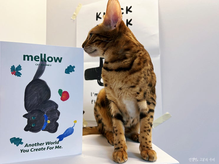 감성 고양이 매거진, mellow cat Vol. 5 : 네이버 블로그