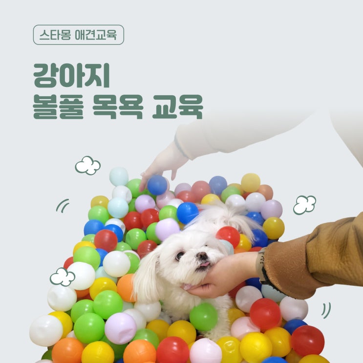 강아지 목욕 교육 볼풀목욕하는 스타몽 유치원 친구들 네이버 블로그