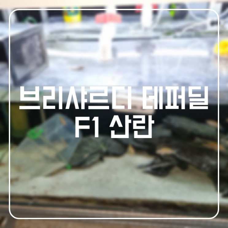 브리샤르디 데퍼딜 F1 산란 : 네이버 블로그
