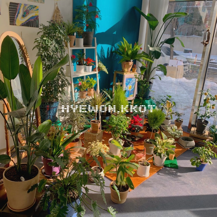 남양주꽃집진접꽃집진접역꽃집혜원꽃진접화분진접식물 네이버 블로그