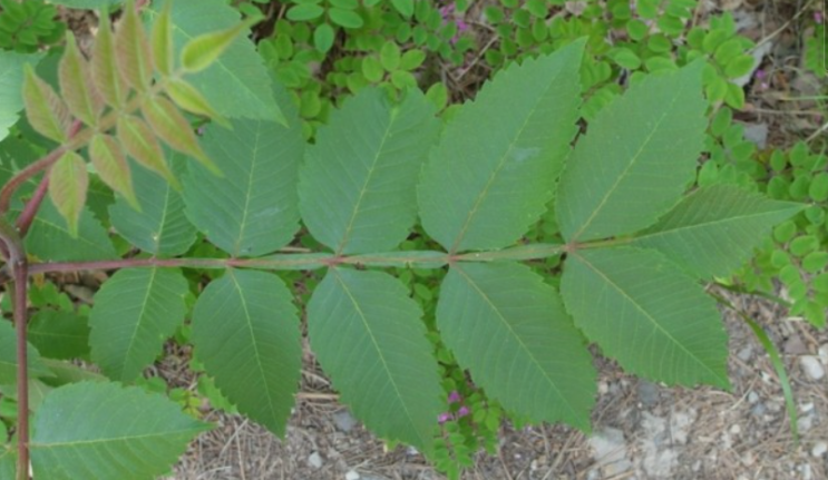 옻나무속[Rhus] 검색표 : 네이버 블로그