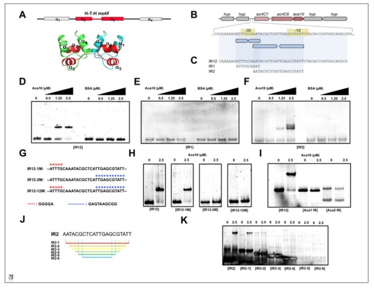 바이러스에 대항하는 박테리아의 새로운 생존 전략 규명 : 네이버 블로그