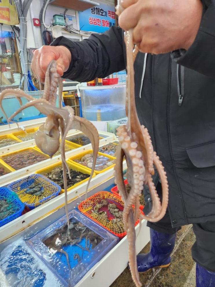 산지마켓 오늘의 추천 수산물낙지 활낙지 낙지탕탕이 연포탕 오징어 생물오징어 오징어통찜 오징어숙회 아귀 아구