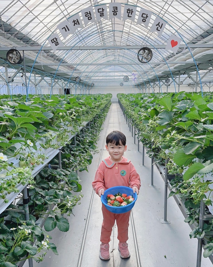 원주 가볼만한곳 오빠딸기 딸기따기체험 3살 4살 연년생 남매와 ️ 네이버 블로그
