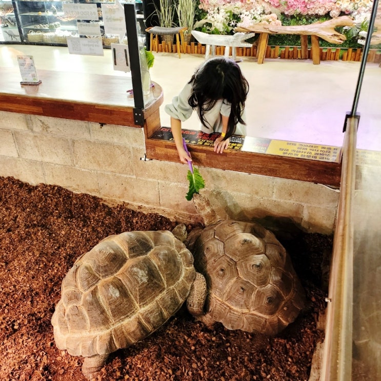 성남 판교 아이와 가볼만한곳 거북이카페 카페 거부기 앤 쿠펫 거북이 먹이주기 체험 등 네이버 블로그