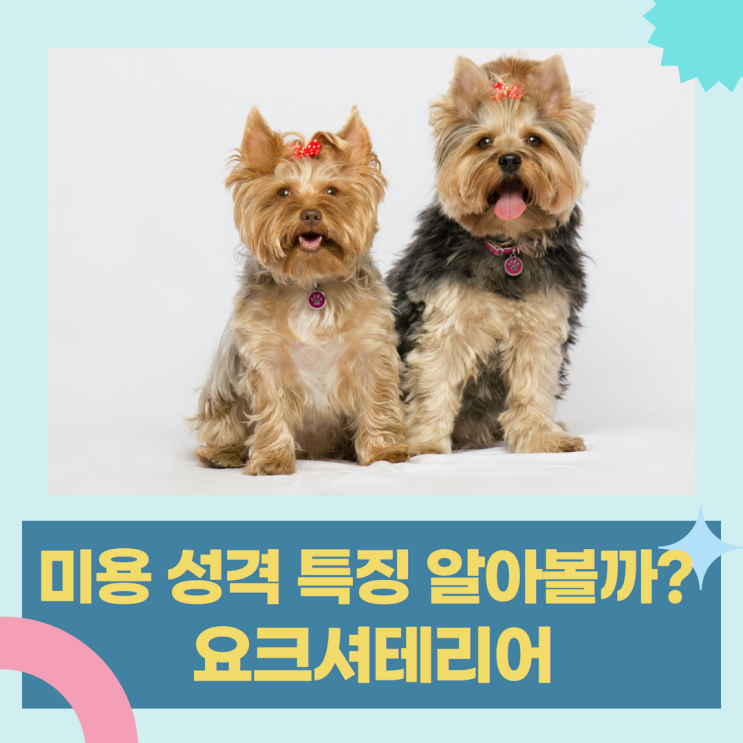 미용 성격 특징 알아볼까 요크셔테리어 네이버 블로그