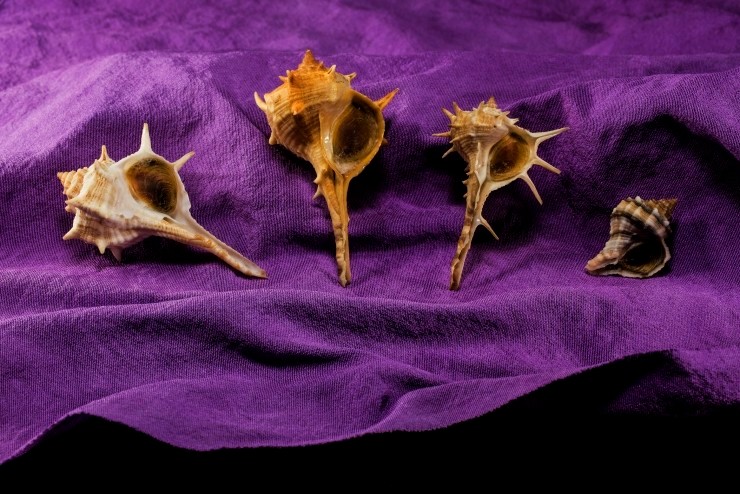 티리안 퍼플(Tyrian purple) : 네이버 블로그