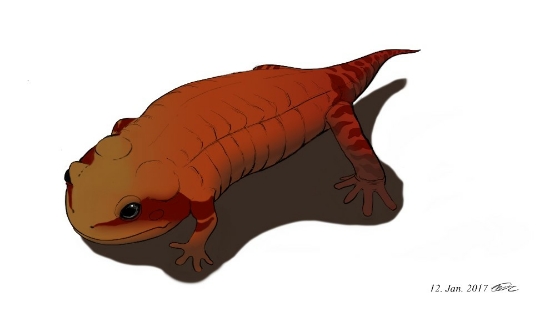 장로 개구리, 게로바트라쿠스 : 네이버 블로그