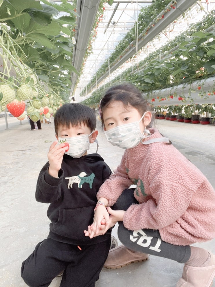 고씨농원 인천딸기체험여기 검단 검암아라뱃길 계양 근처 가까워서 좋아요 사전 예약하고 가세요〰️ 네이버 블로그