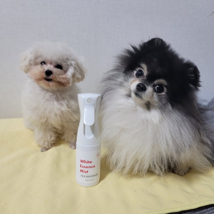 강아지 미스트 각질 비듬엔 자유펫 화이트 에센스 네이버 블로그