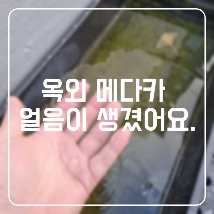 옥외 메다카 얼음이 생겼어요. : 네이버 블로그