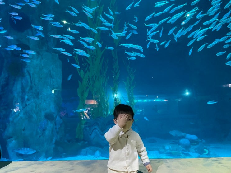 아기랑 롯데타워 아쿠아리움 입장료 및 할인 주차팁 관람후기 등🤍 네이버 블로그